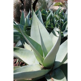 Platinum Agave, Agave guiengola 'Platinum', Monrovia Plant