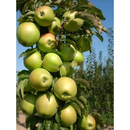 Fruit Snacks® Blushing Delight™ Columnar Apple, Monrovia Plant