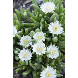 Jewel of Desert Moonstone Ice Plant, Monrovia Plant