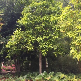 White Fragrant Himalayan Champaca, Michelia champaca 'Alba', Monrovia Plant