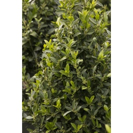 Emerald Colonnade® Holly, Ilex x 'RutHol1' PP #23,905, Monrovia Plant