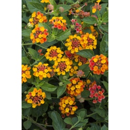 Spreading Sunset™ Lantana, Lantana x 'Monet', Monrovia Plant