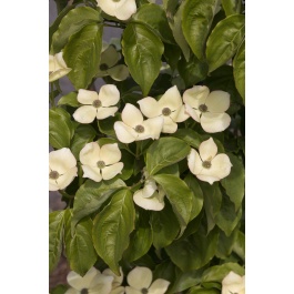 Hyperion® Dogwood, Cornus x 'KF 111-1' PP #22,219, Monrovia Plant