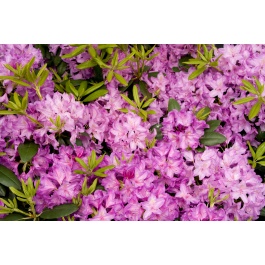 Boursault Catawba Rhododendron, Rhododendron catawbiense 'Boursault' (H-1)