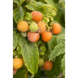 Fall Gold Raspberry, Rubus idaeus var. strigosus 'Fall Gold'