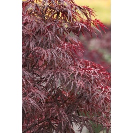 Red Dragon Japanese Maple, Acer palmatum var. dissectum 'Red Dragon'