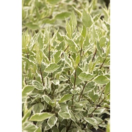 Ivory Halo® Dogwood, Cornus alba 'Bailhalo', Monrovia Plant