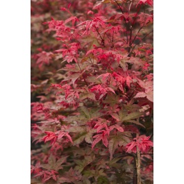 Shin Deshojo Japanese Maple, Acer palmatum 'Shin Deshojo', Monrovia Plant
