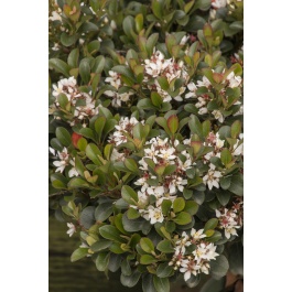Southern Moon® Yedda Hawthorn, Monrovia Plant