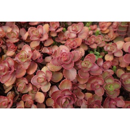 Red Carpet Stonecrop, Sedum spurium 'Red Carpet', Monrovia Plant