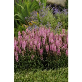 Giles van Hees Veronica, Veronica spicata 'Giles van Hees', Monrovia Plant