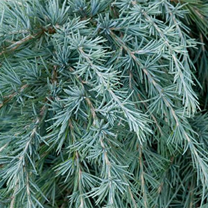 Monrovia | Grow Beautifully