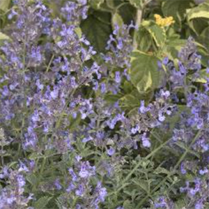 Monrovia | Grow Beautifully