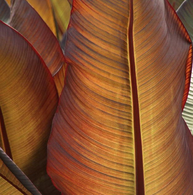 Monrovia | Grow Beautifully