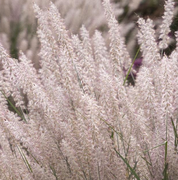Monrovia | Grow Beautifully