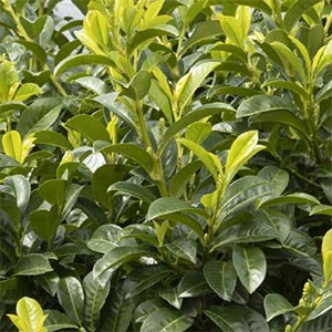 Monrovia | Grow Beautifully