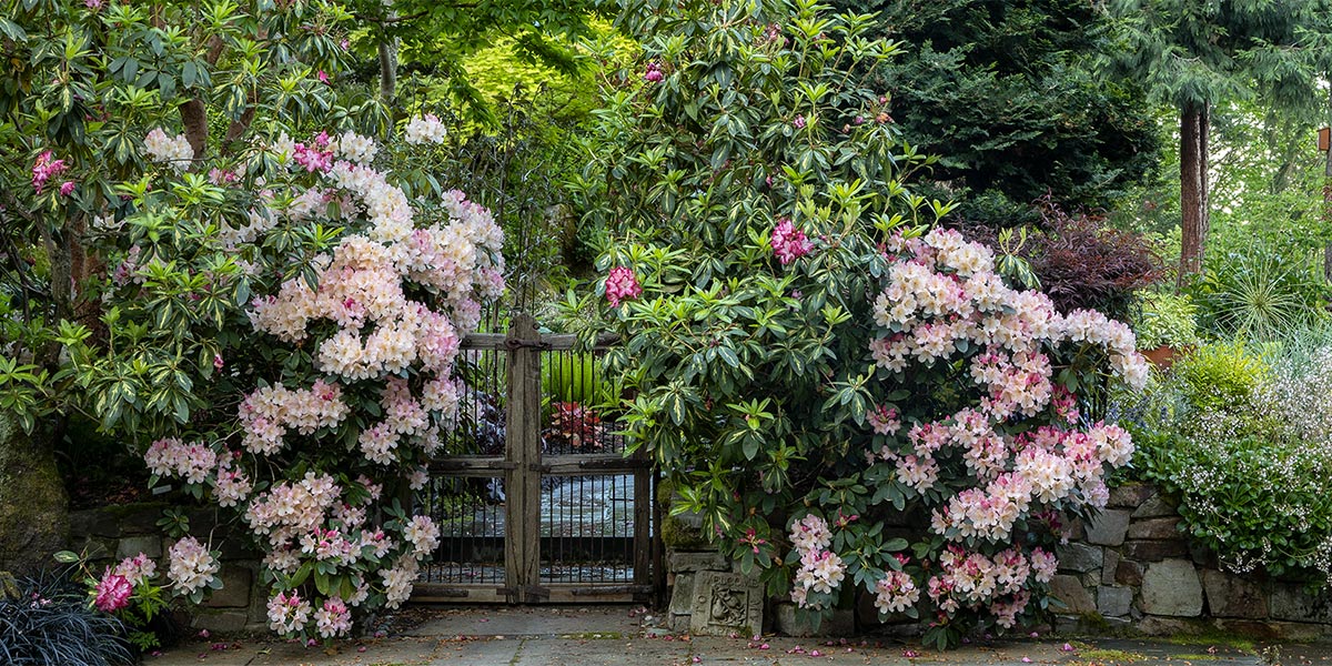 Monrovia | Grow Beautifully