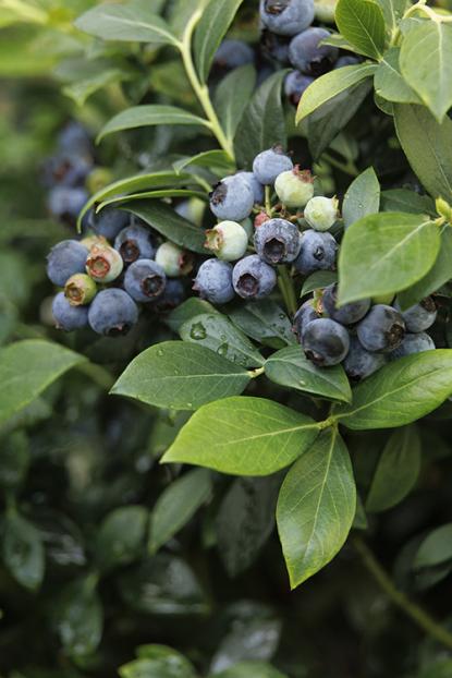 Bountiful Blue Blueberry Bush