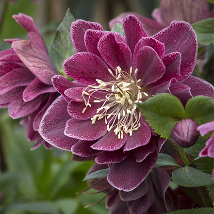 Hellebore Care 101: How to grow the harbingers of spring