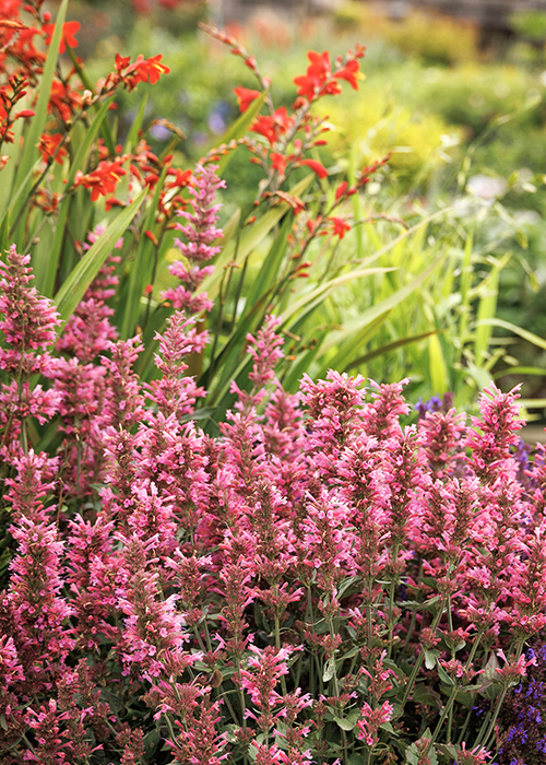 Heat-Loving Plants for Beautiful Summer Gardens